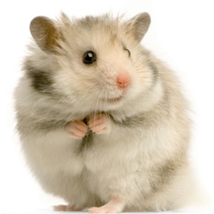 St Marys Nursery | PageLines- staffpic-hamster.jpg